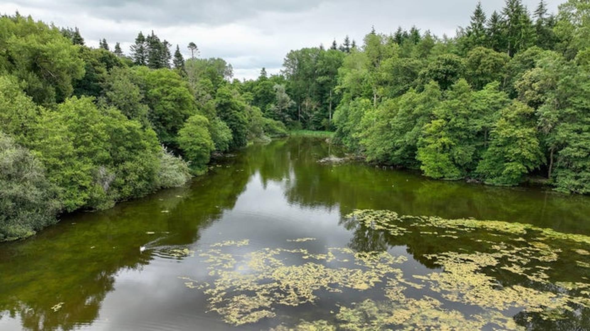 Wellbeing Walks in Comer Woods | Hoop